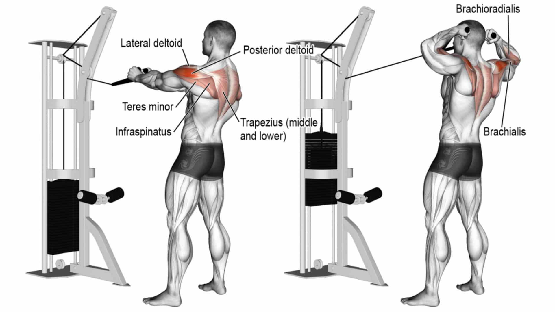 25 Best Rear Delt Exercises for Mass and Strength