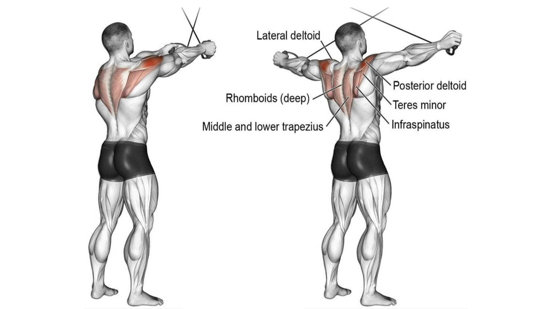 25 Best Rear Delt Exercises for Mass and Strength
