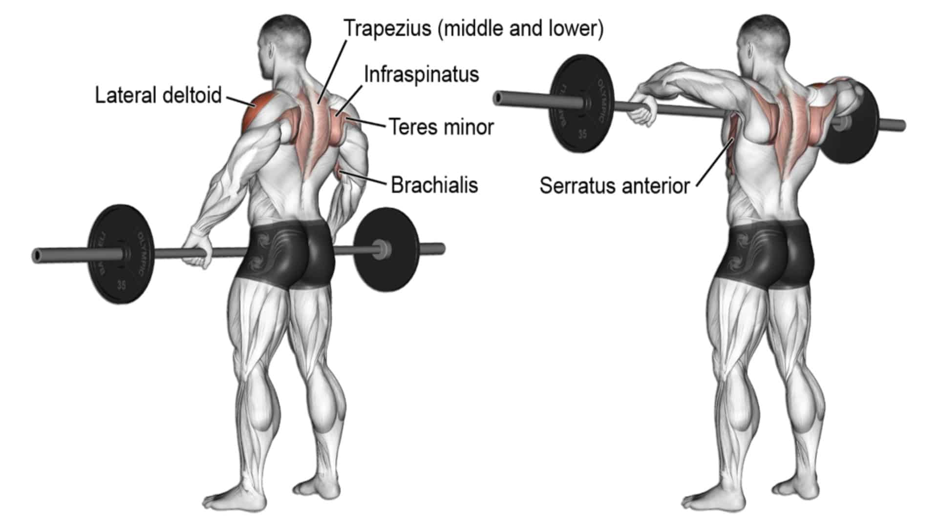 Barbell Upright Row Muscles Worked How To Do And Form