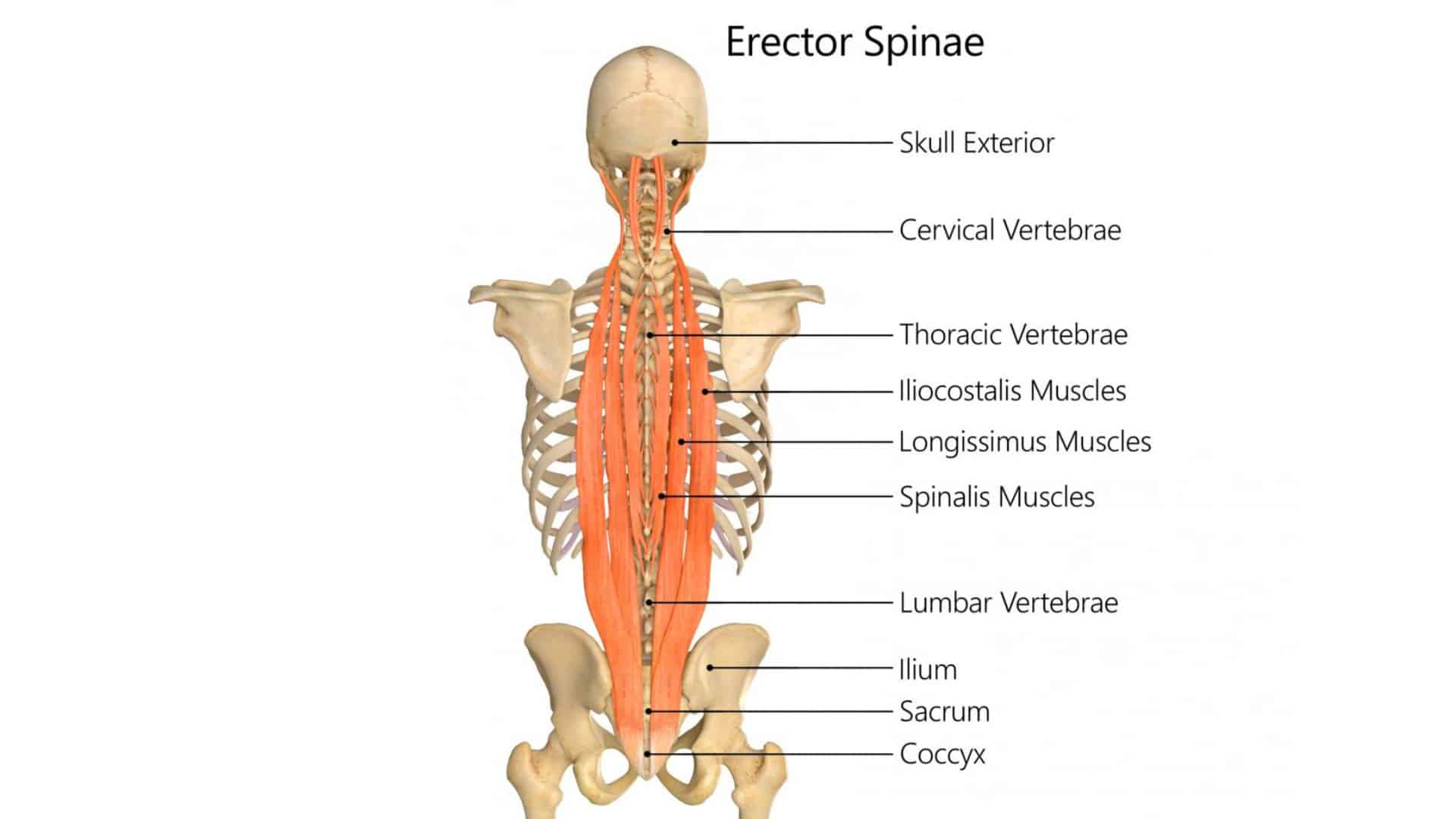 12 Best Back Exercises and Workout for Mass & Strength