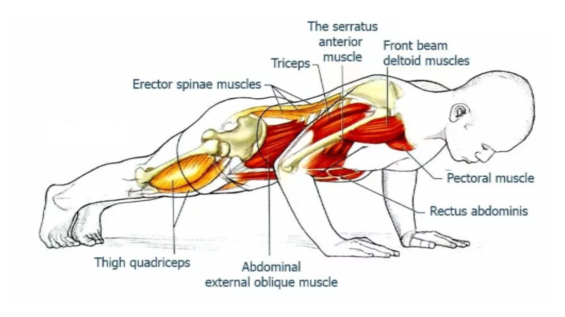 Push Ups How To Muscle Worked Benefit Variations Push Ups How To Muscle Worked Benefit Variations