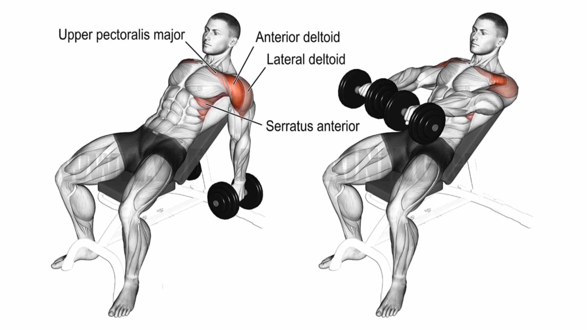 Best Anterior deltoid (Front Deltoid) Exercises & Workout