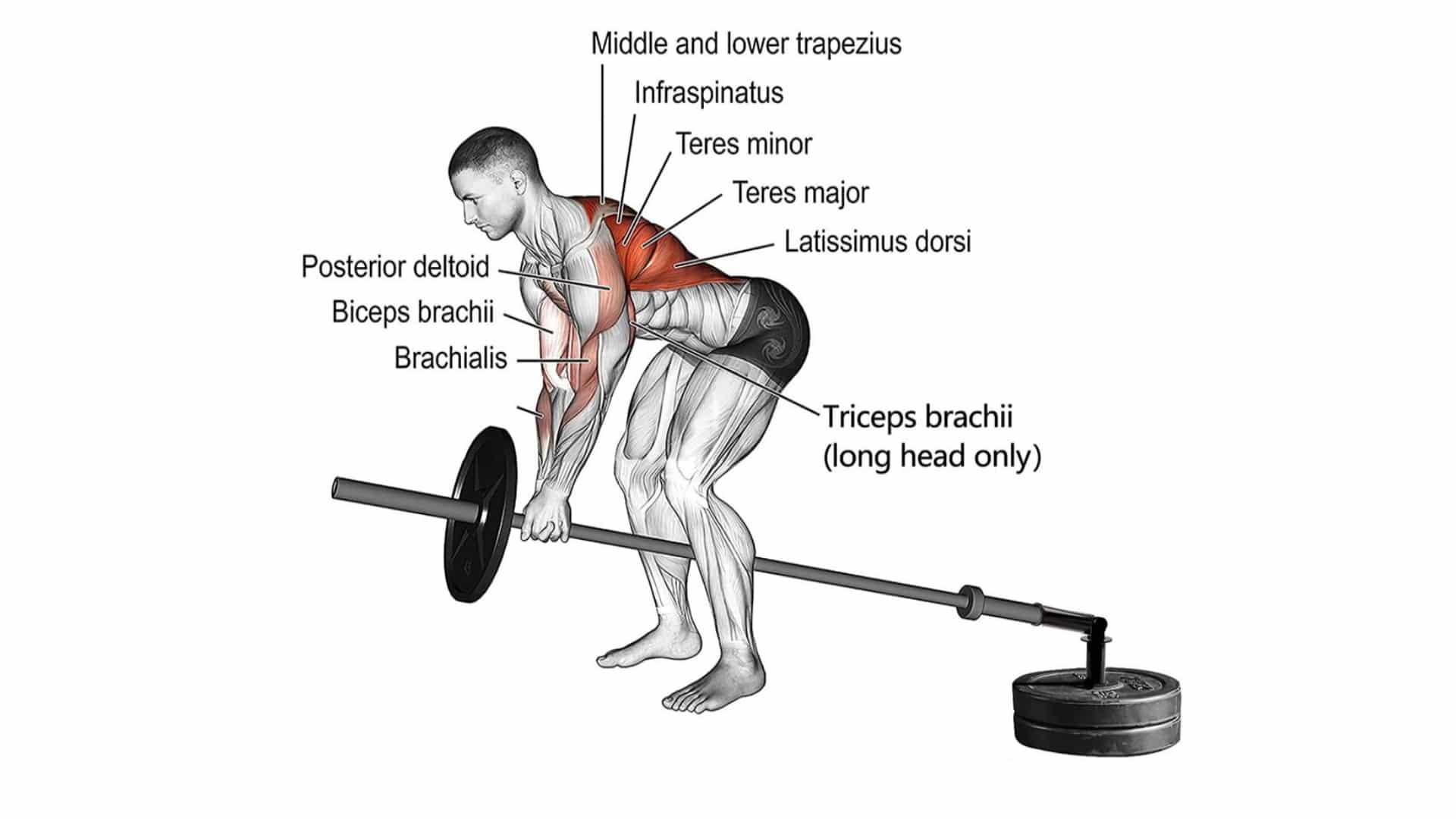 Landmine Exercises For Building Muscle And Strength Landmine Exercises For Building Muscle And Strength