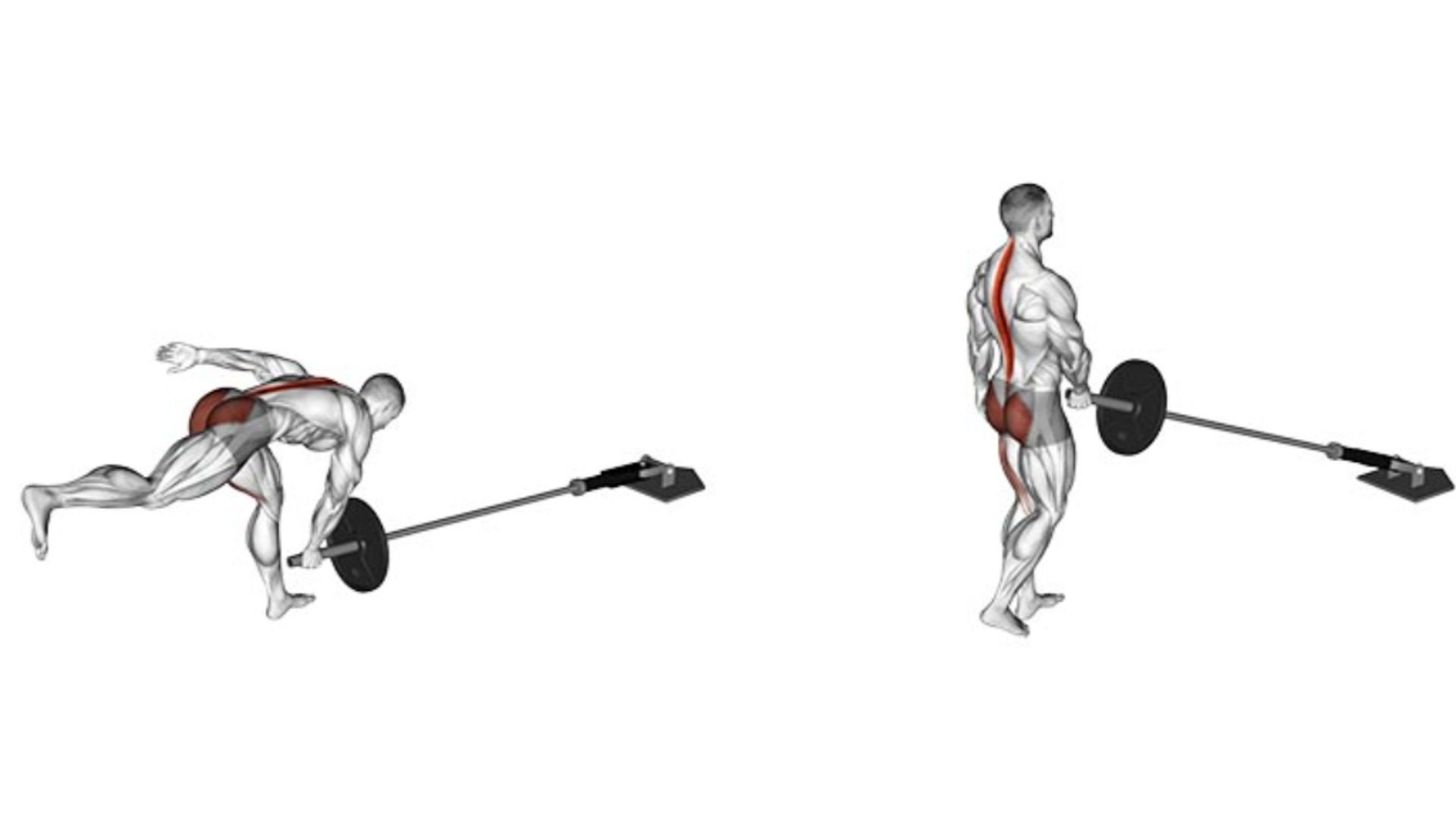 Landmine Deadlift: Muscle Worked, Form, Benefits