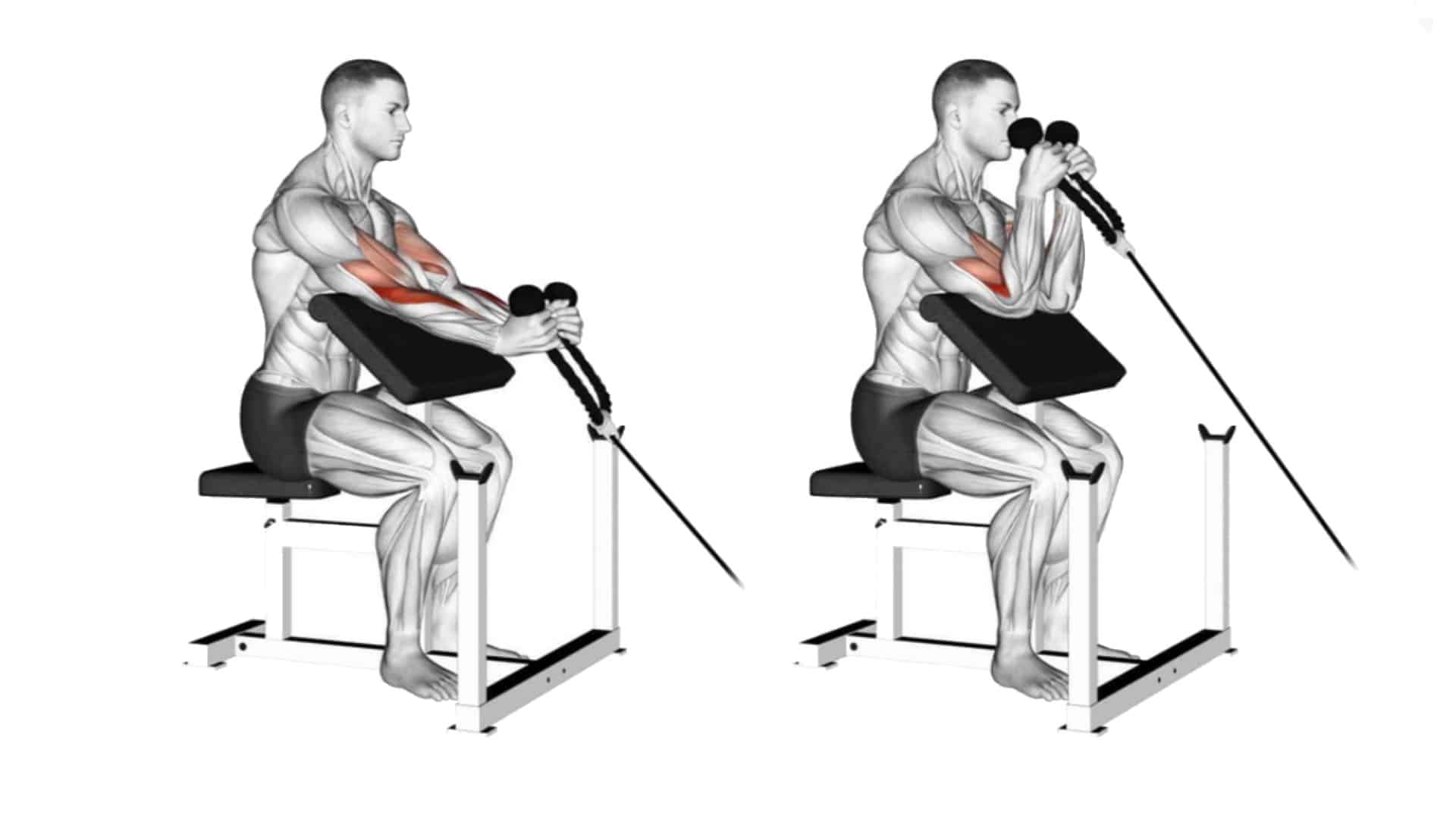 Cable Rope Hammer Curl