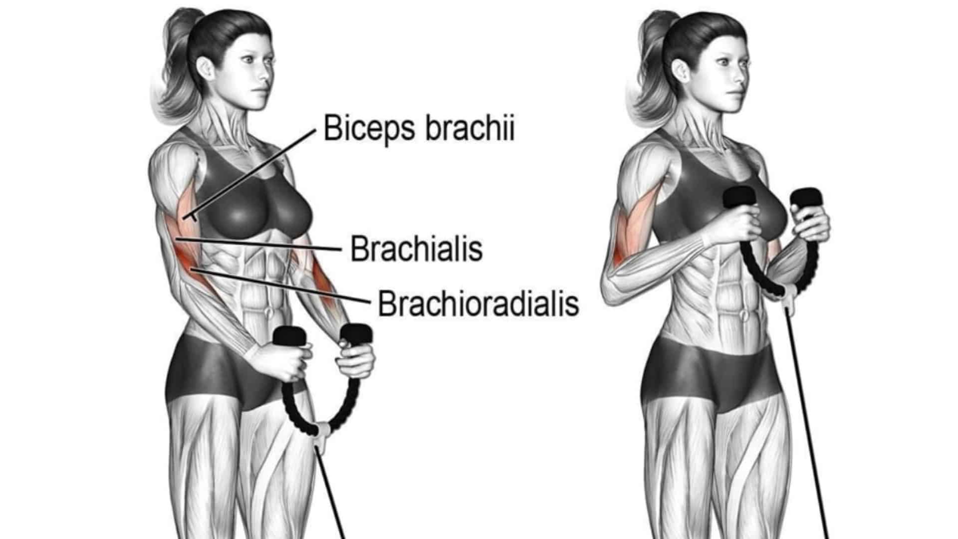Cable Hammer Curl Muscle Worked Benefit Alternate