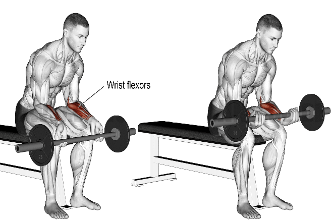 25 Best Forearm Exercises for Mass and Strength