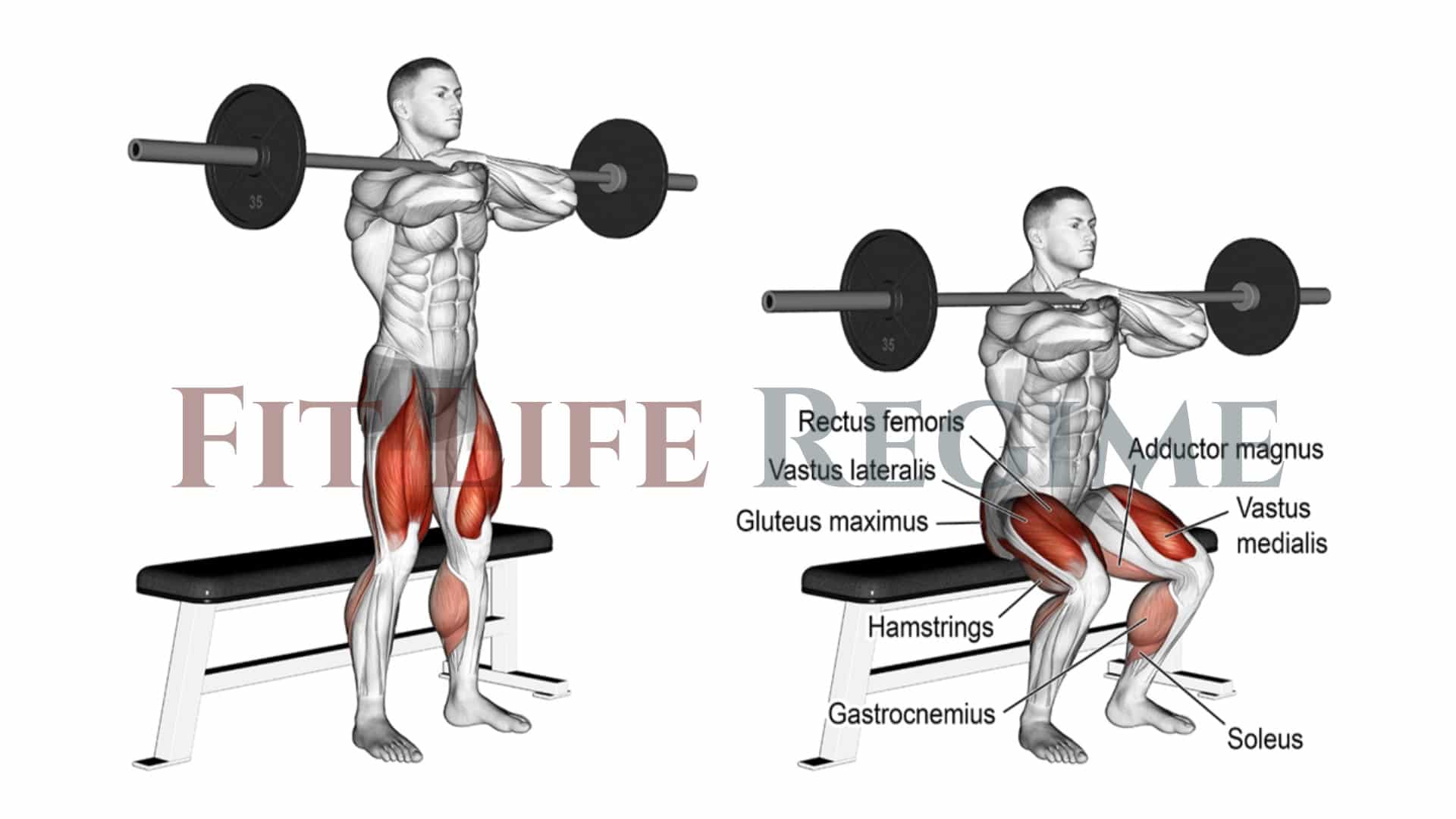 15 Best Barbell Leg Workout For Mass and Strength