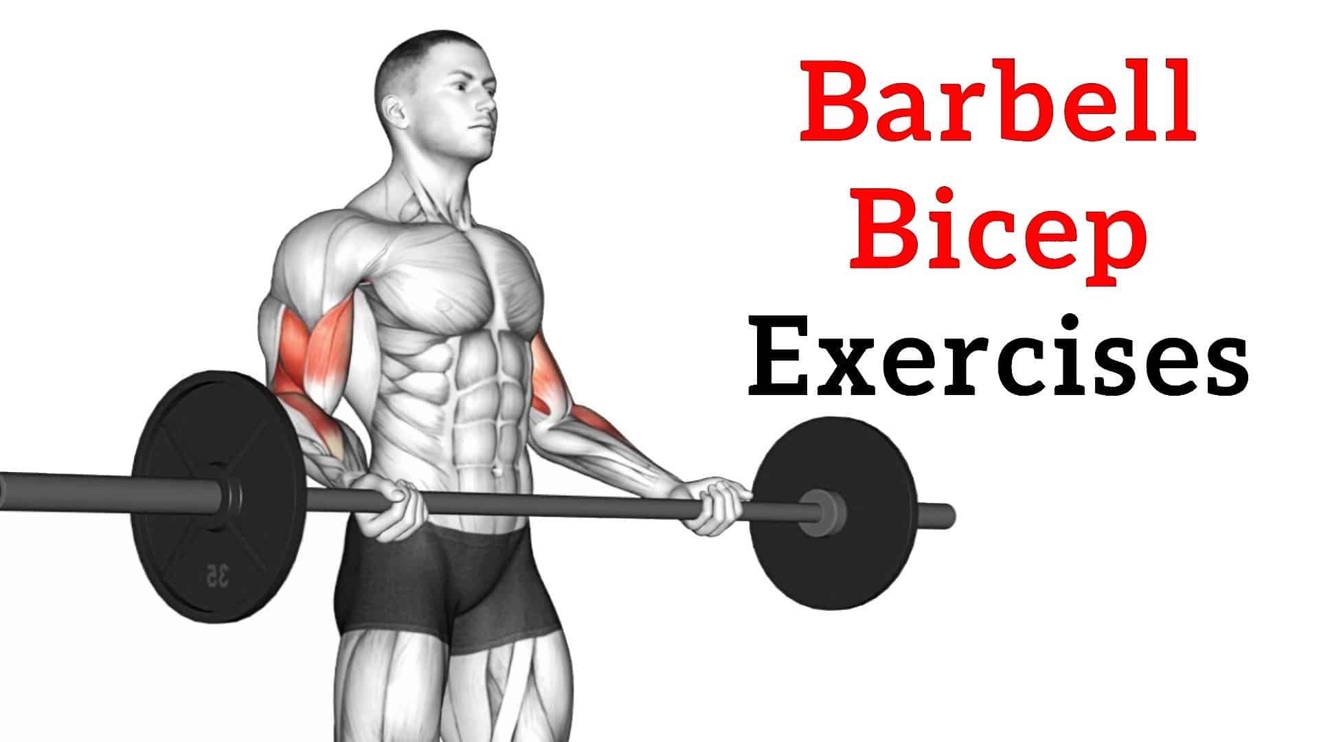 Barbell Bicep Exercises Workout For Mass Strength