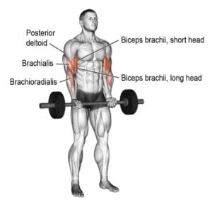 Barbell Drag Curl: How To Do and Muscles Worked